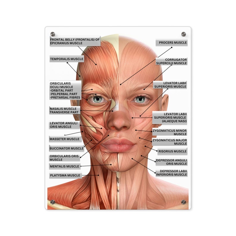 Facial Muscles Labeled, Cosmetic Injector Tool, Facial Anatomy Visual ...