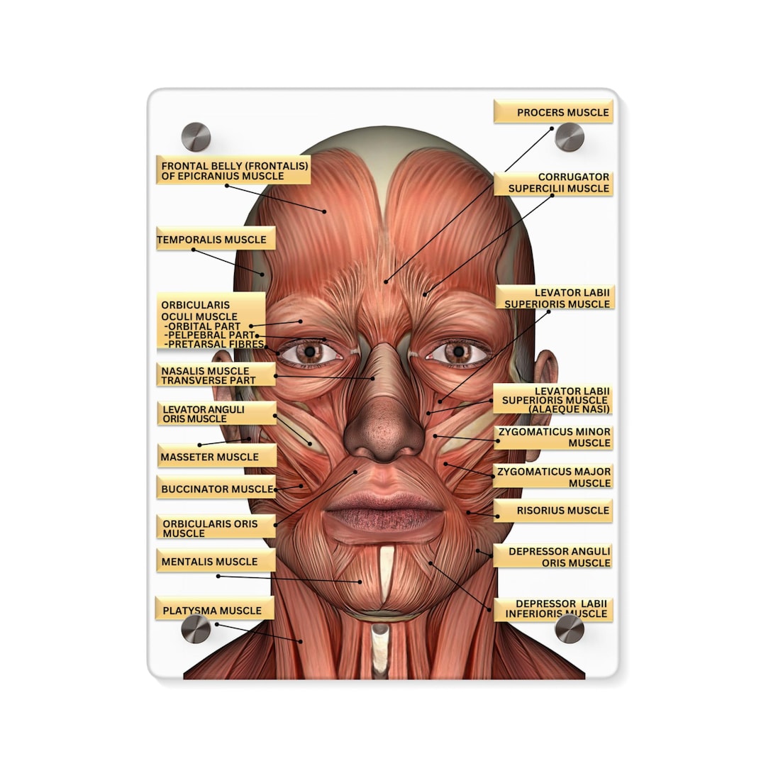 Male Facial Muscles Labeled, Cosmetic Injector Tool, Facial Anatomy ...