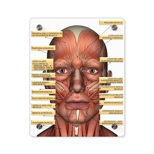 Male Facial Muscles Labeled, Cosmetic Injector Tool, Facial Anatomy ...