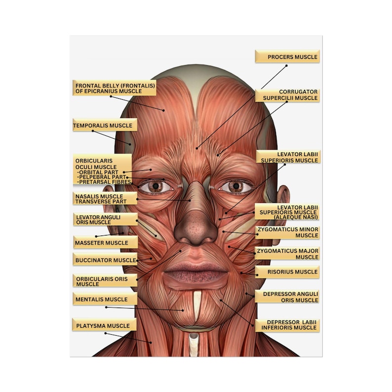 Male Facial Anatomy Muscles Labeled- Rolled Poster - Etsy