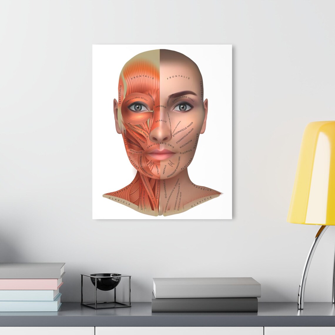 Female Facial Anatomy Visual Aid, Facial Muscles Labeled, Cosmetic ...