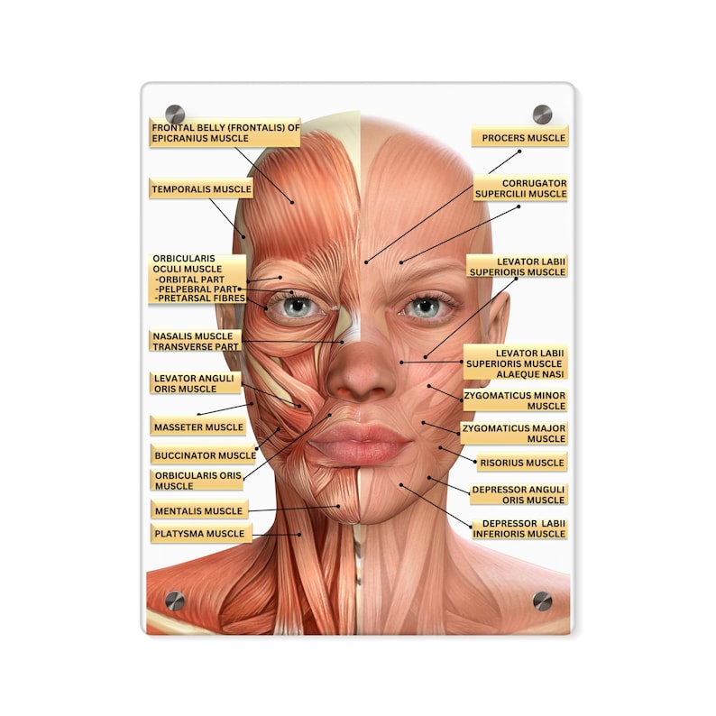 Facial Muscles Labeled, Cosmetic Injector Tool, Facial Anatomy Visual ...