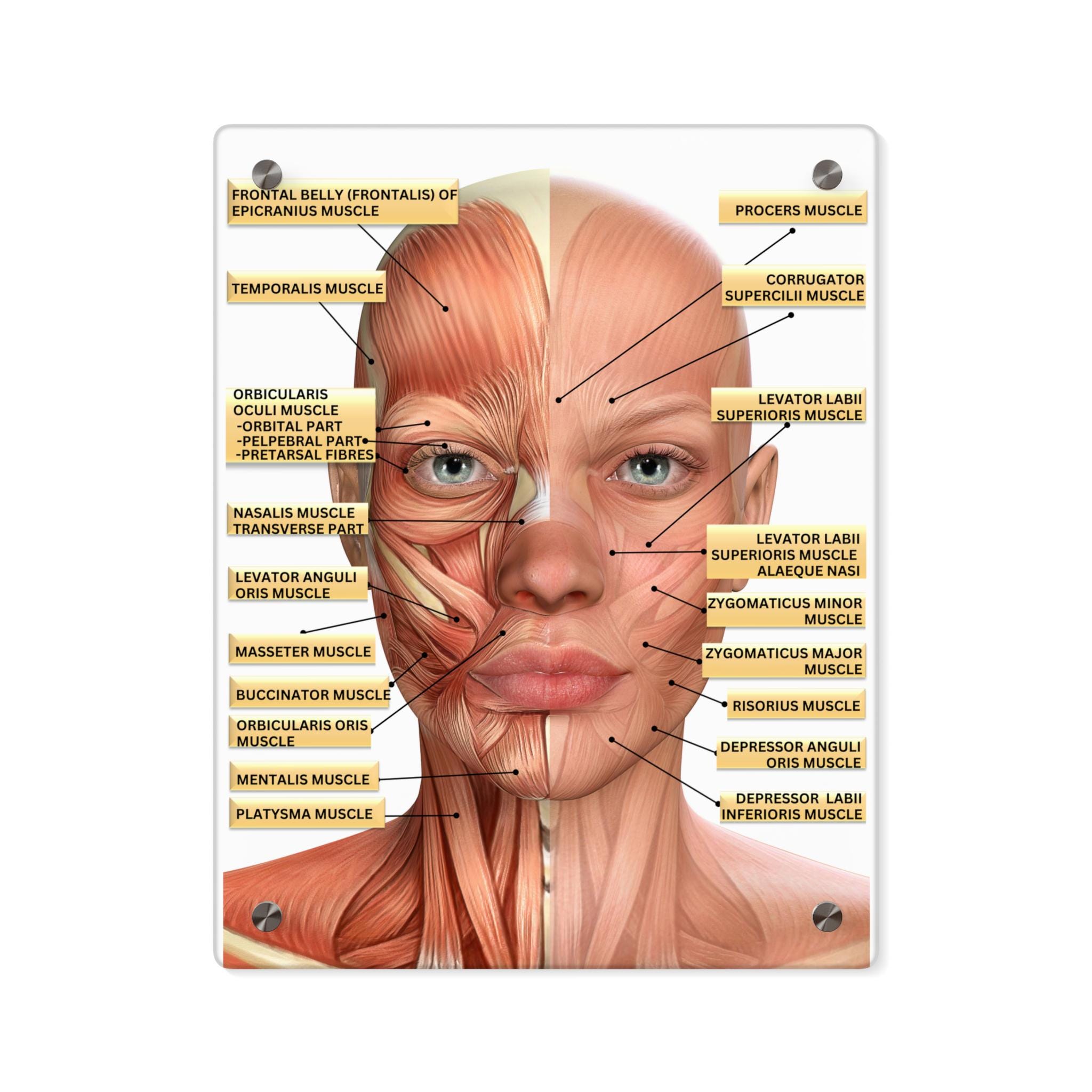 Facial Muscles Labeled, Cosmetic Injector Tool, Facial Anatomy Visual ...