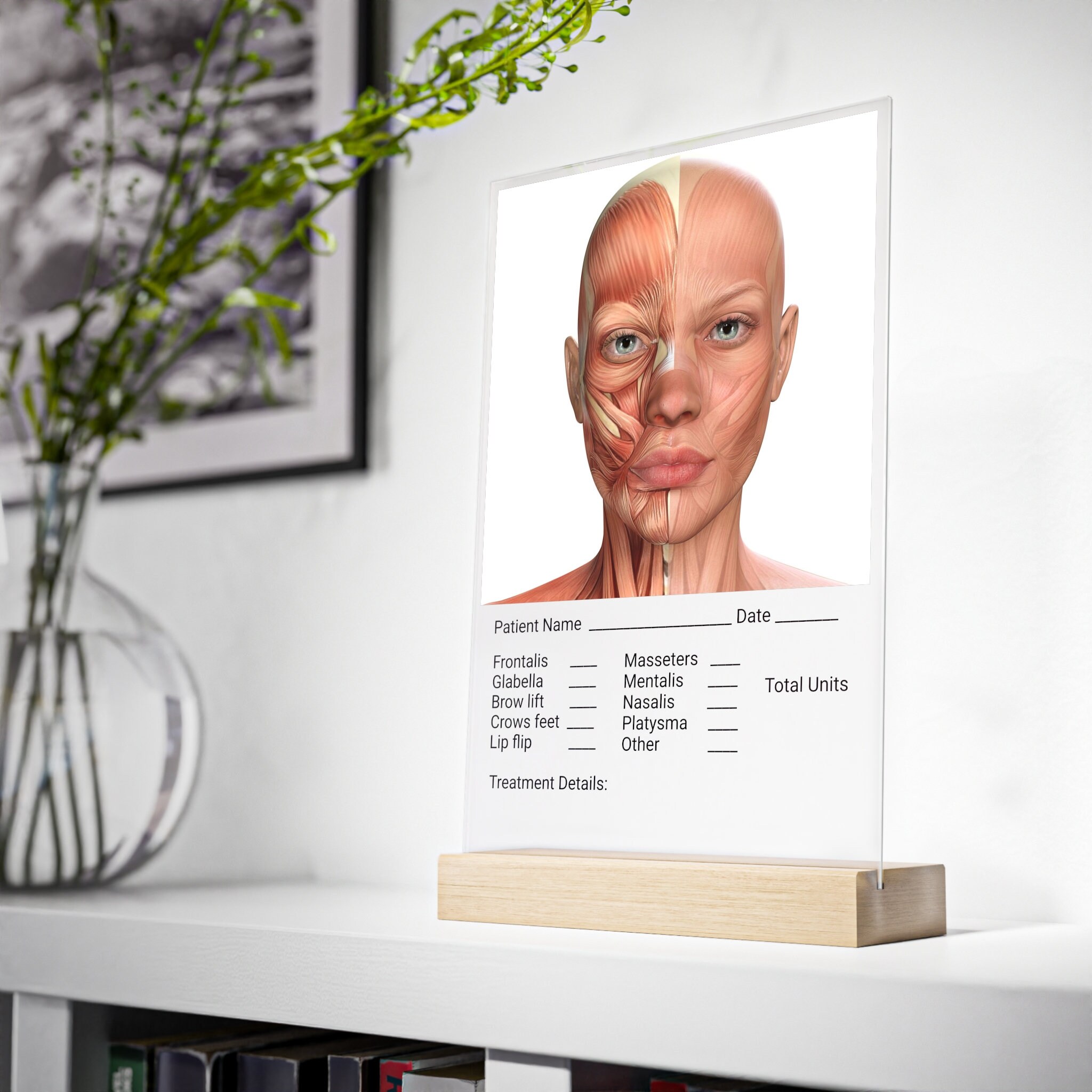 Facial Anatomy Acrylic Dry Erase Board for Note Taking/charting, Facial ...