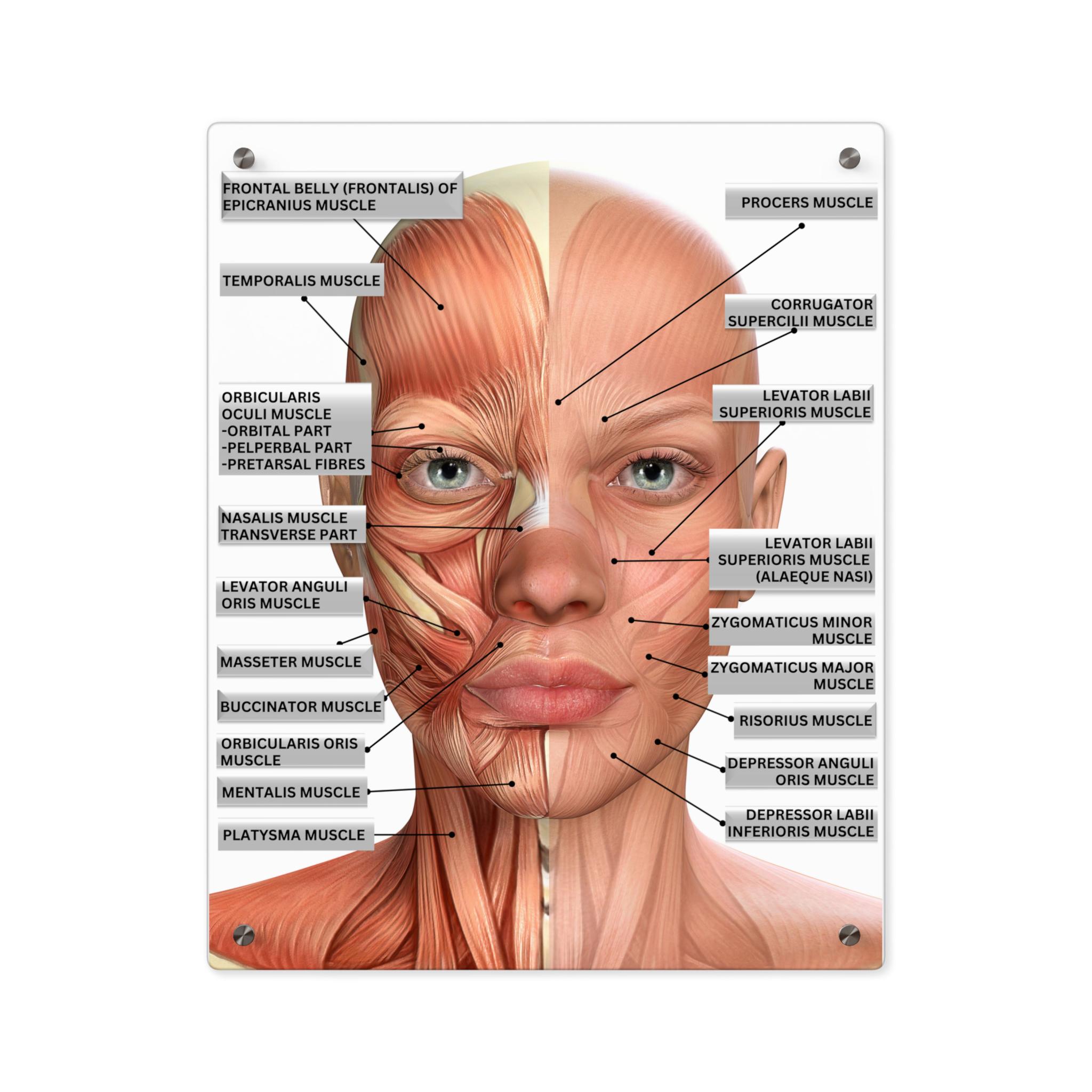 Facial Muscles Labeled, Cosmetic Injector Tool, Facial Anatomy Visual ...