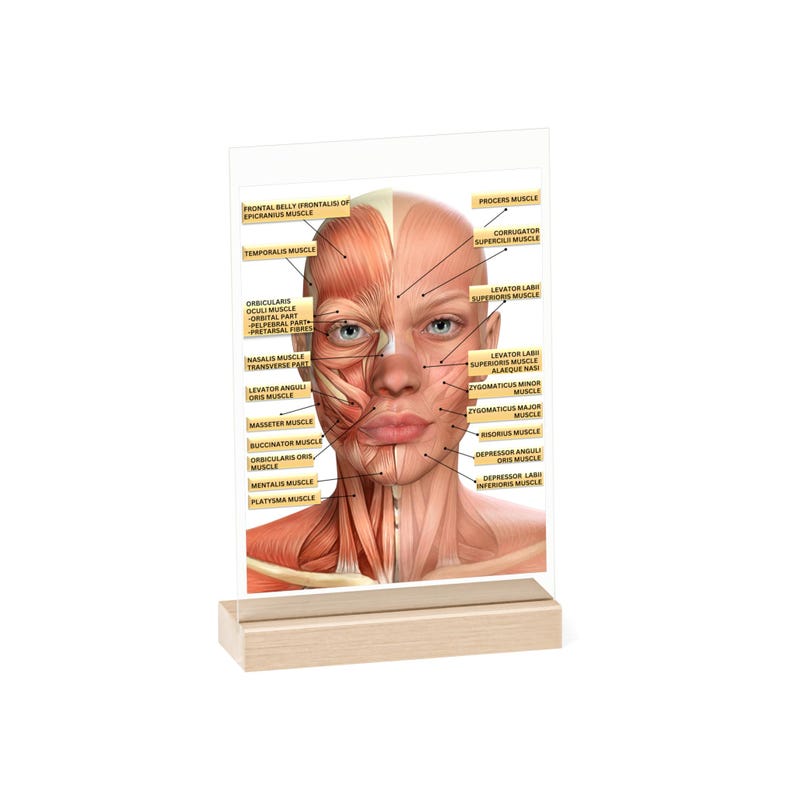 Facial Muscles Labeled, Cosmetic Injector Tool, Facial Anatomy Visual ...