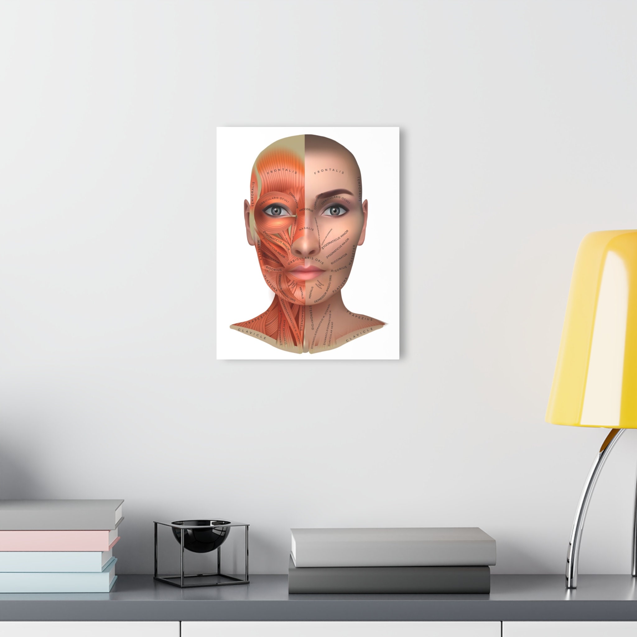 Female Facial Anatomy Visual Aid, Facial Muscles Labeled, Cosmetic ...