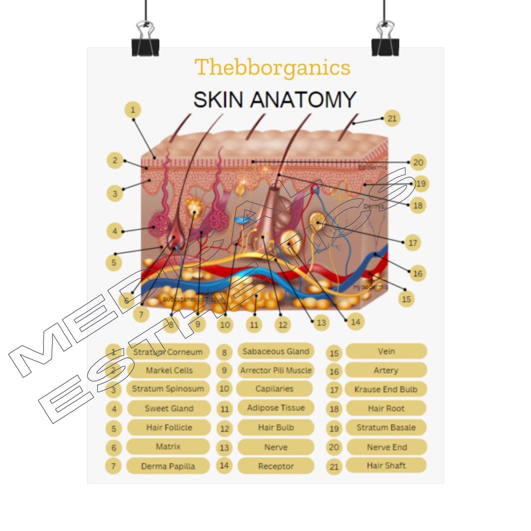 Skin Anatomy Poster, Medspa Nurse Injector Decor, Esthetician ...