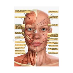 Customized With Logo Facial Muscles Matte Vertical Poster, Plastic ...