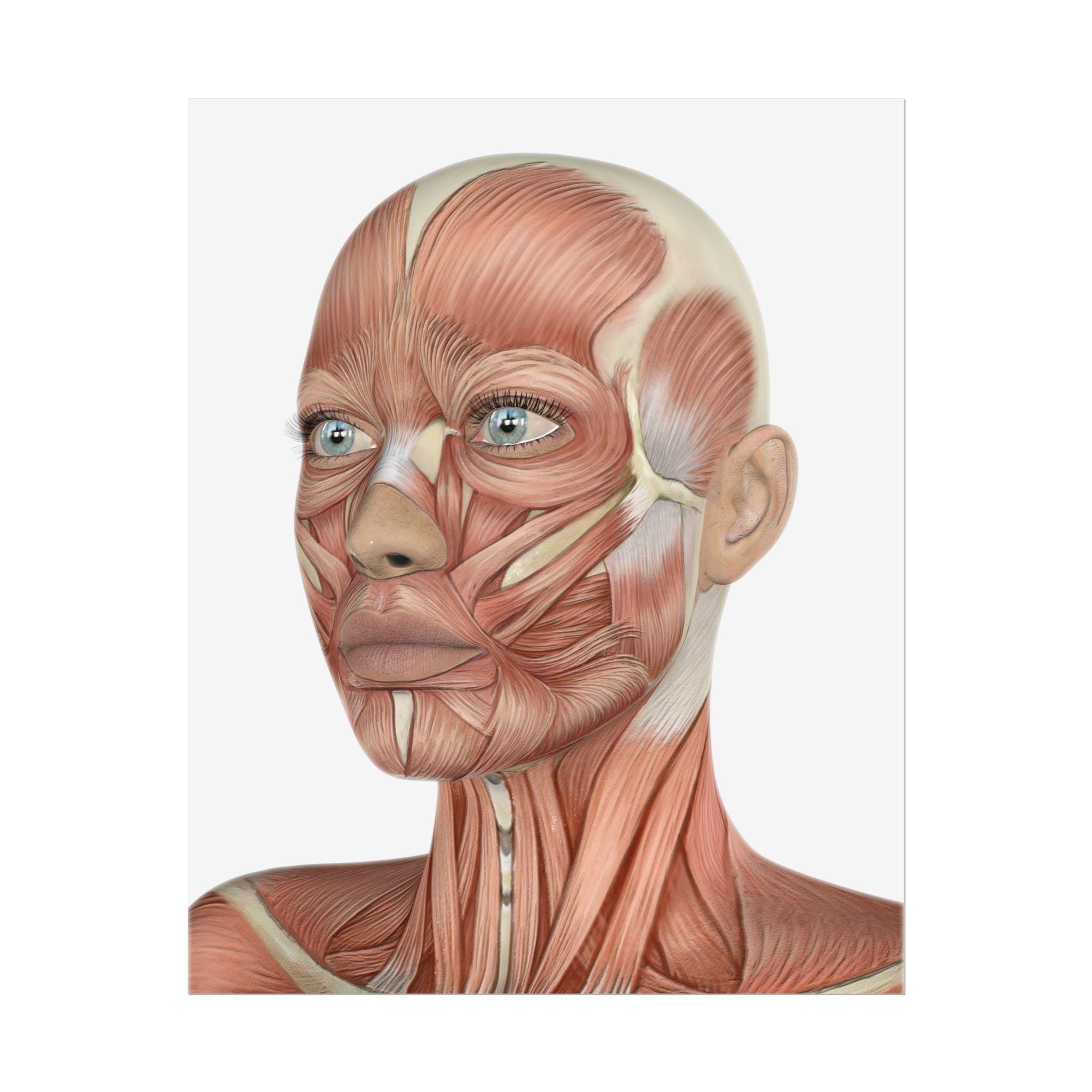 Female Facial Anatomy Muscles - Rolled Poster - Etsy