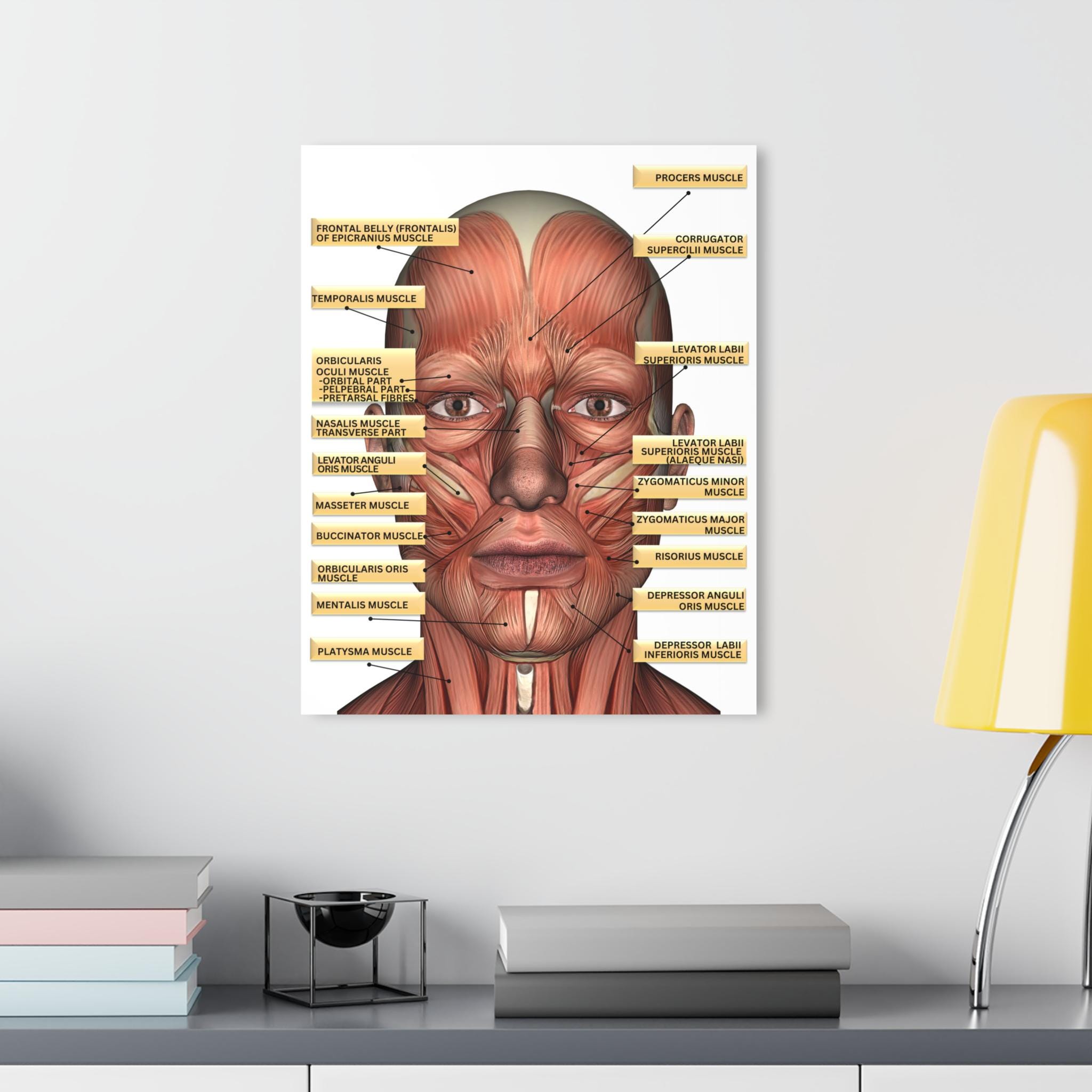 Male Facial Anatomy Visual Aid, Facial Muscles Labeled, Cosmetic ...