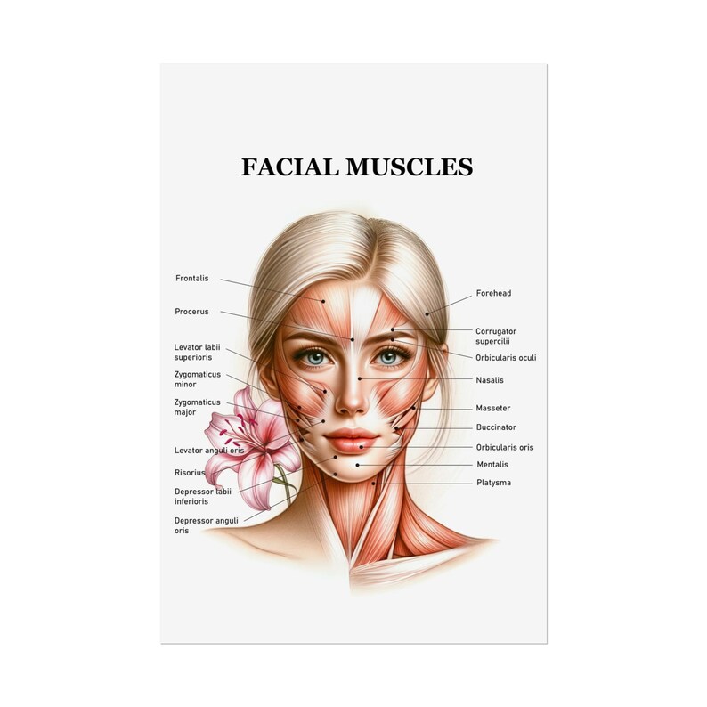 Female Facial Anatomy Muscles Rolled Poster, Medspa Nurse Injector ...