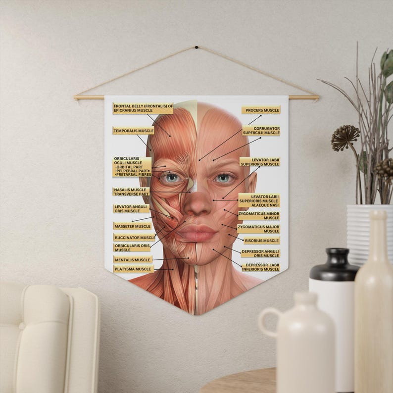 Facial Anatomy Labeled Diagram Display Medspa Medical Spa Esthetics ...