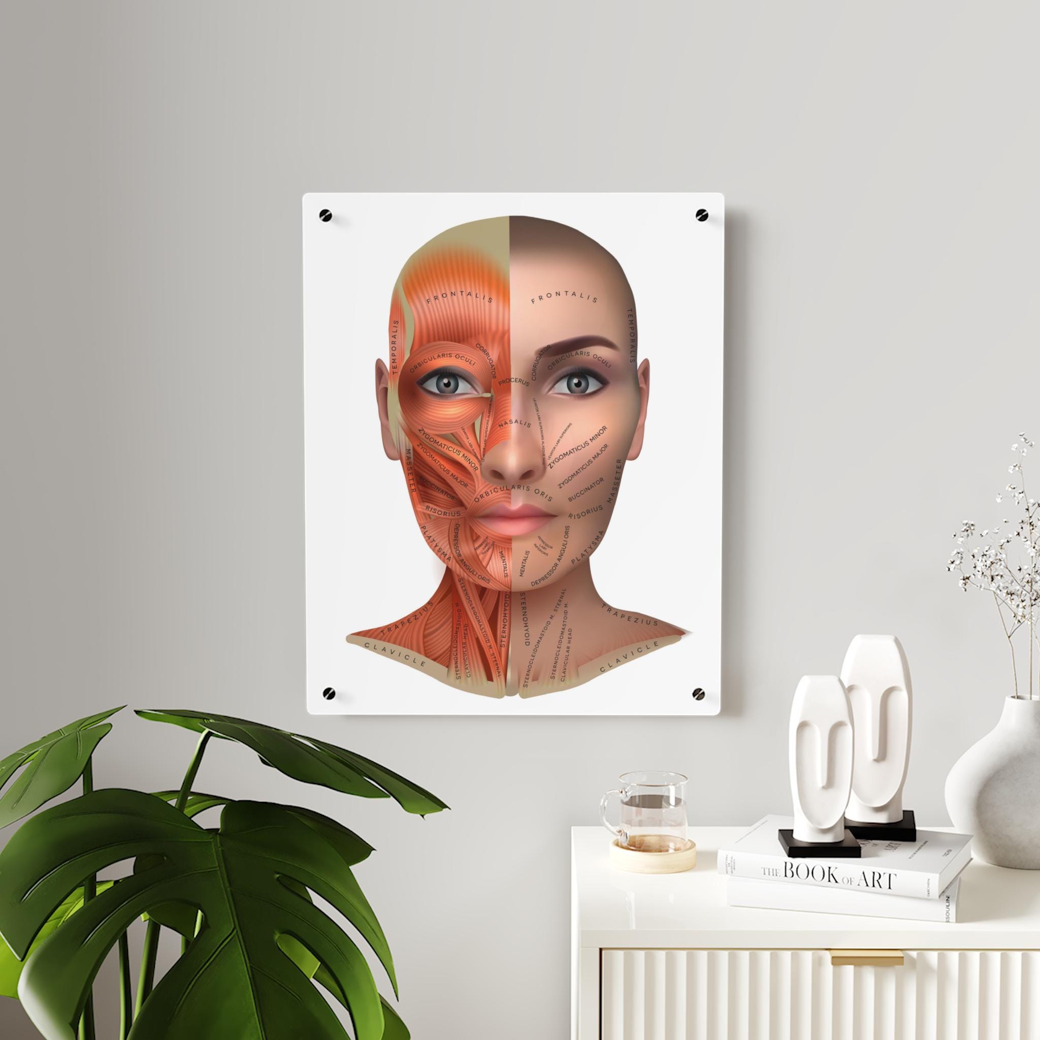 Female Facial Muscles Art, Cosmetic Injector Tool, Facial Anatomy ...