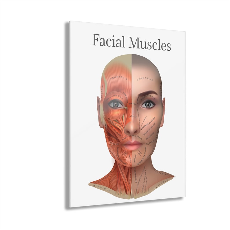 Female Facial Anatomy Visual Aid, Facial Muscles Labeled, Cosmetic ...