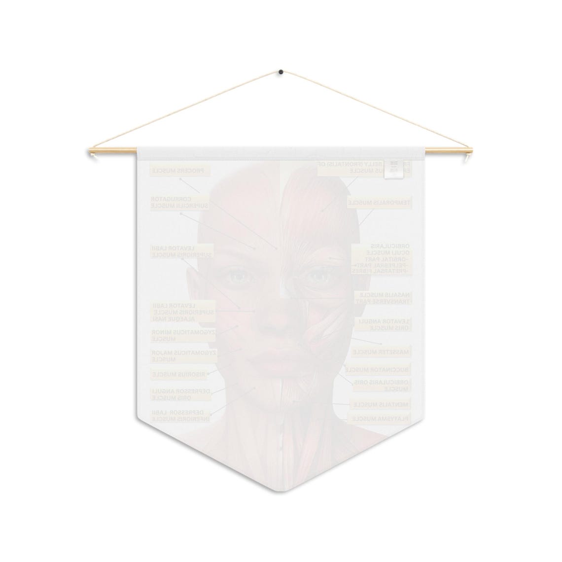 Facial Anatomy Labeled Diagram Display Medspa Medical Spa Esthetics ...