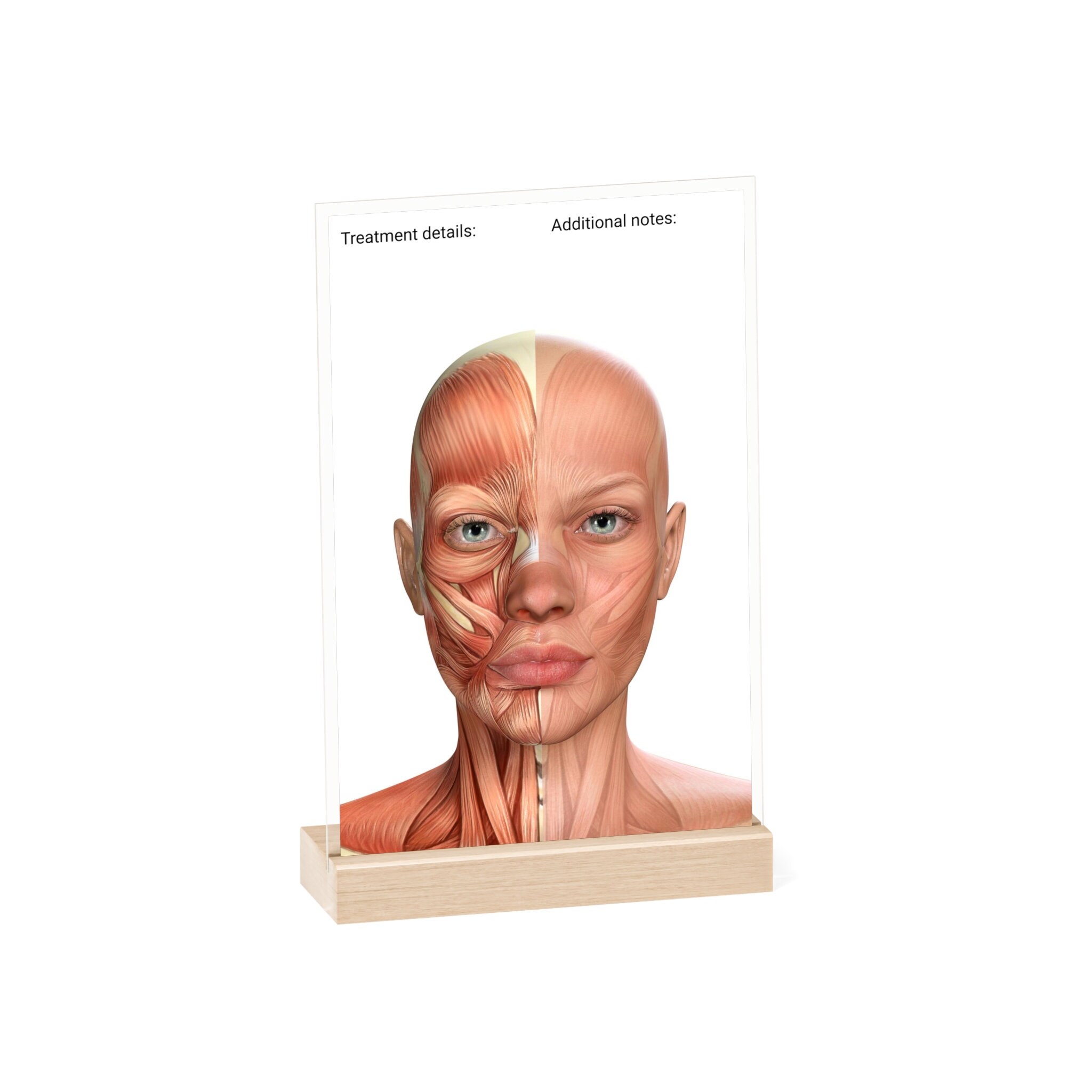 Facial Anatomy Acrylic Dry Erase Board for Note Taking/charting, Facial ...