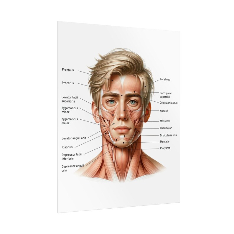 Male Facial Anatomy Muscles Rolled Poster, Medspa Nurse Injector Poster ...