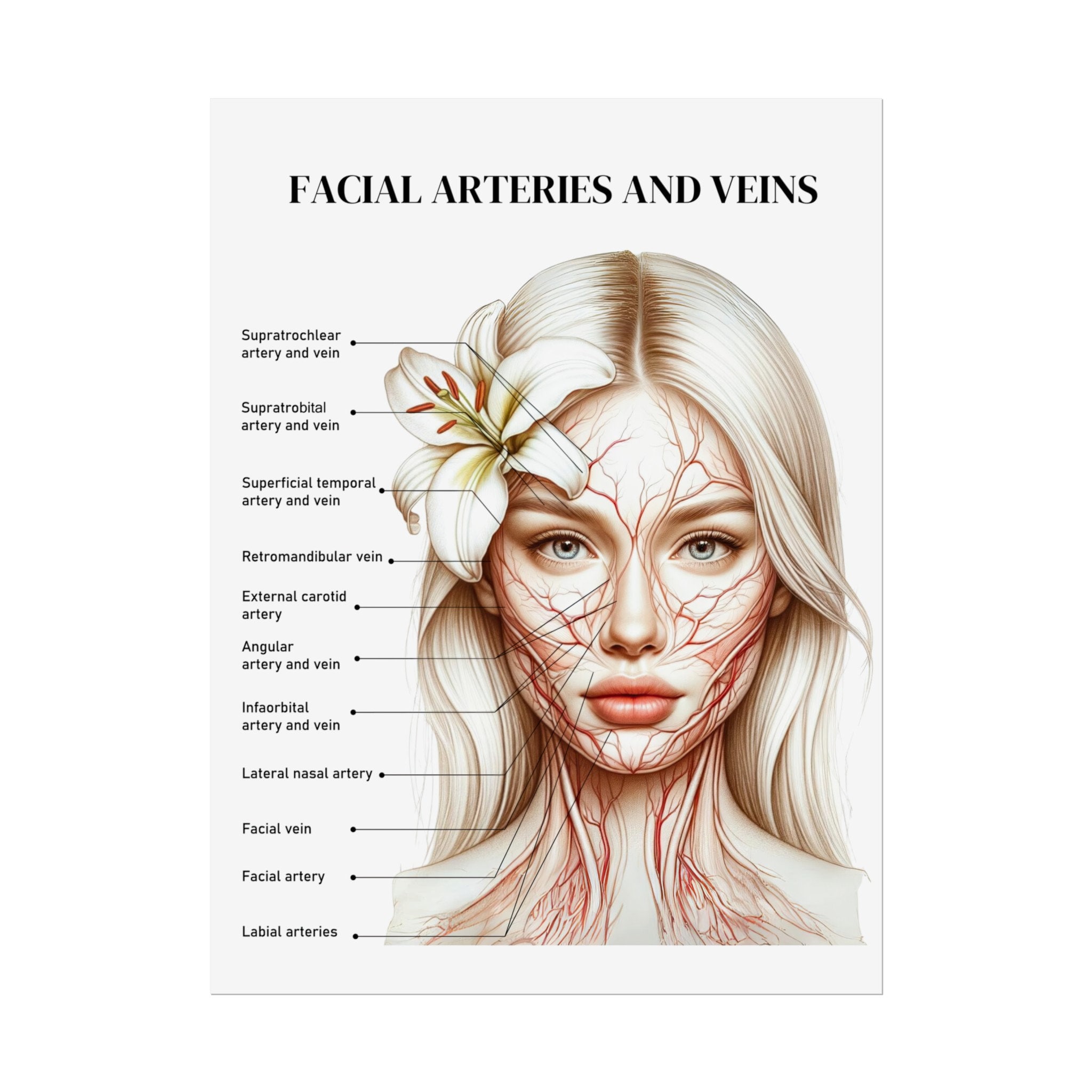 Facial Arteries and Veins Labelled Rolled Poster - Etsy