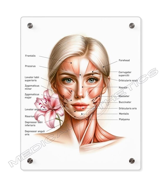 Face Diagram Labeled