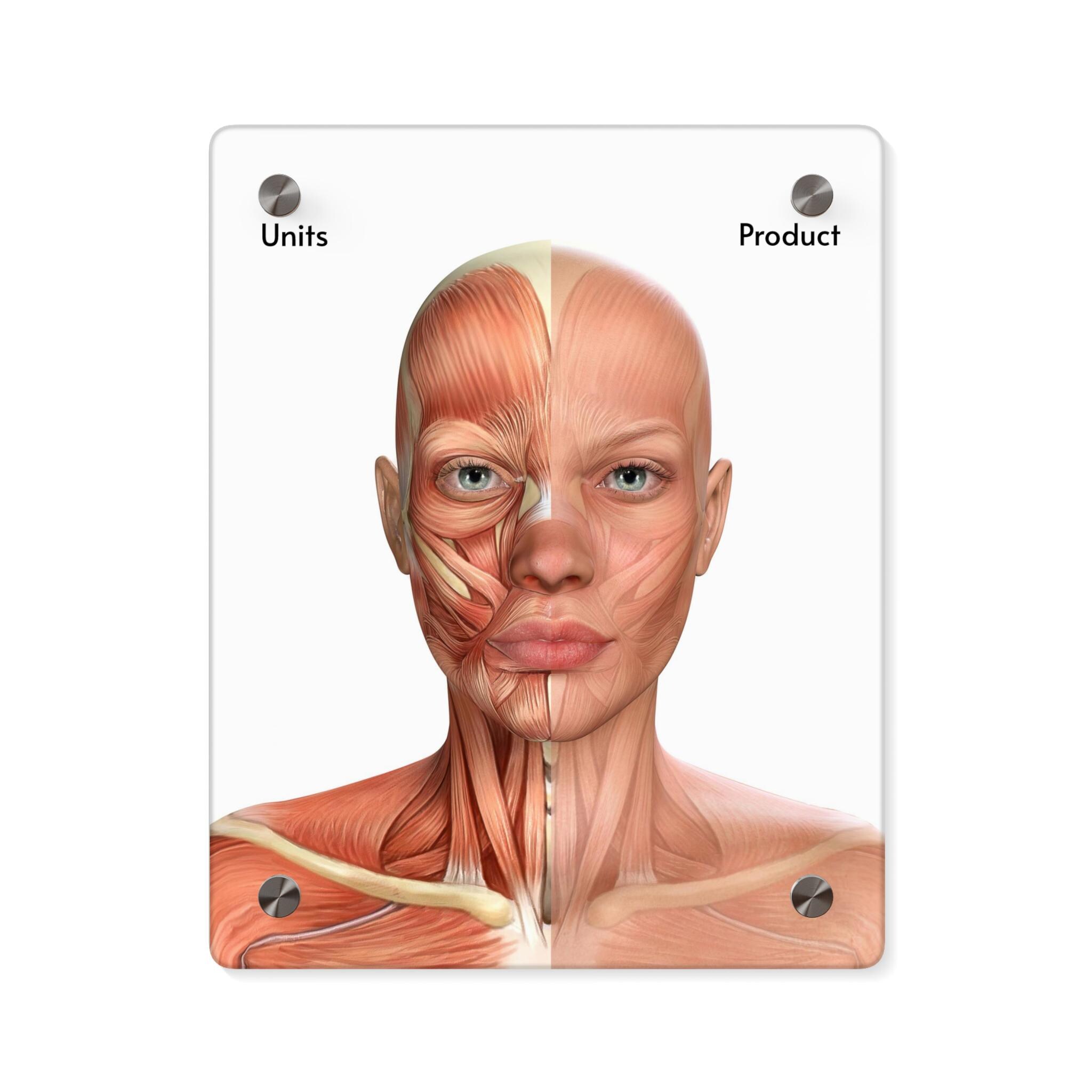 Facial Anatomy Acrylic Wall Art Panel, Facial Muscles Art, Med-spa Wall ...