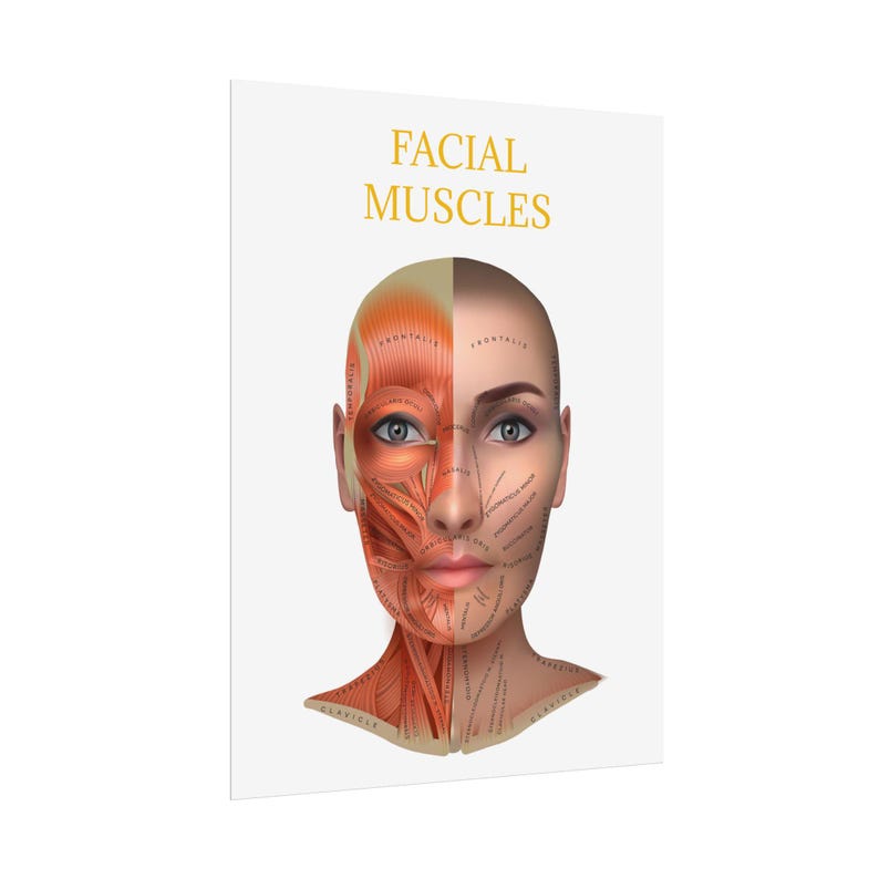 Female Facial Anatomy Muscles Labeled- Rolled Poster - Etsy Australia