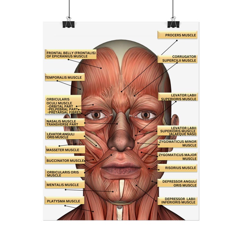 Male Facial Anatomy Muscles Labeled- Rolled Poster - Etsy