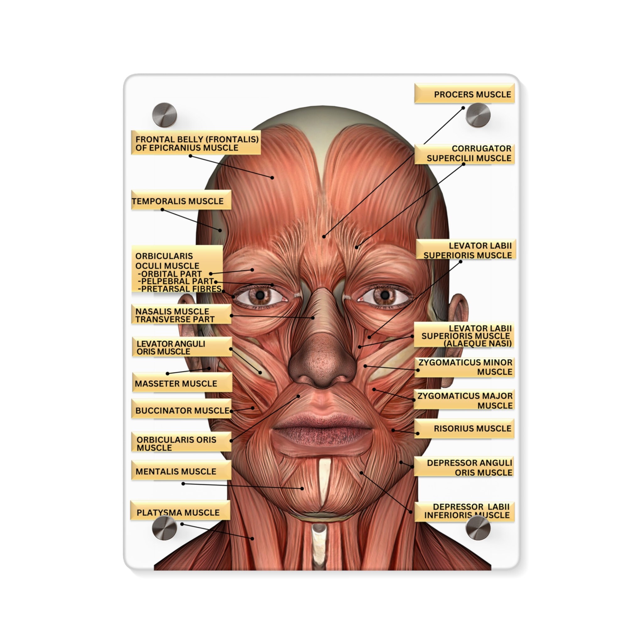 Male Facial Muscles Labeled, Cosmetic Injector Tool, Facial Anatomy ...