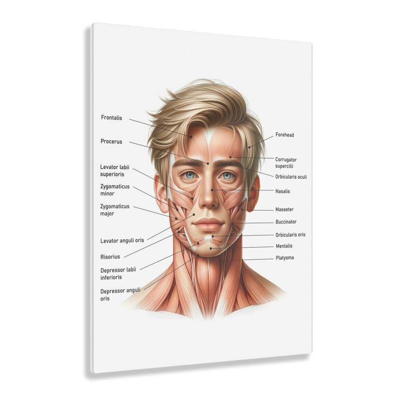 Customized With Logo Male Facial Muscles Acrylic Print - Etsy