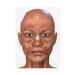 Facial Anatomy Rolled Poster - Etsy