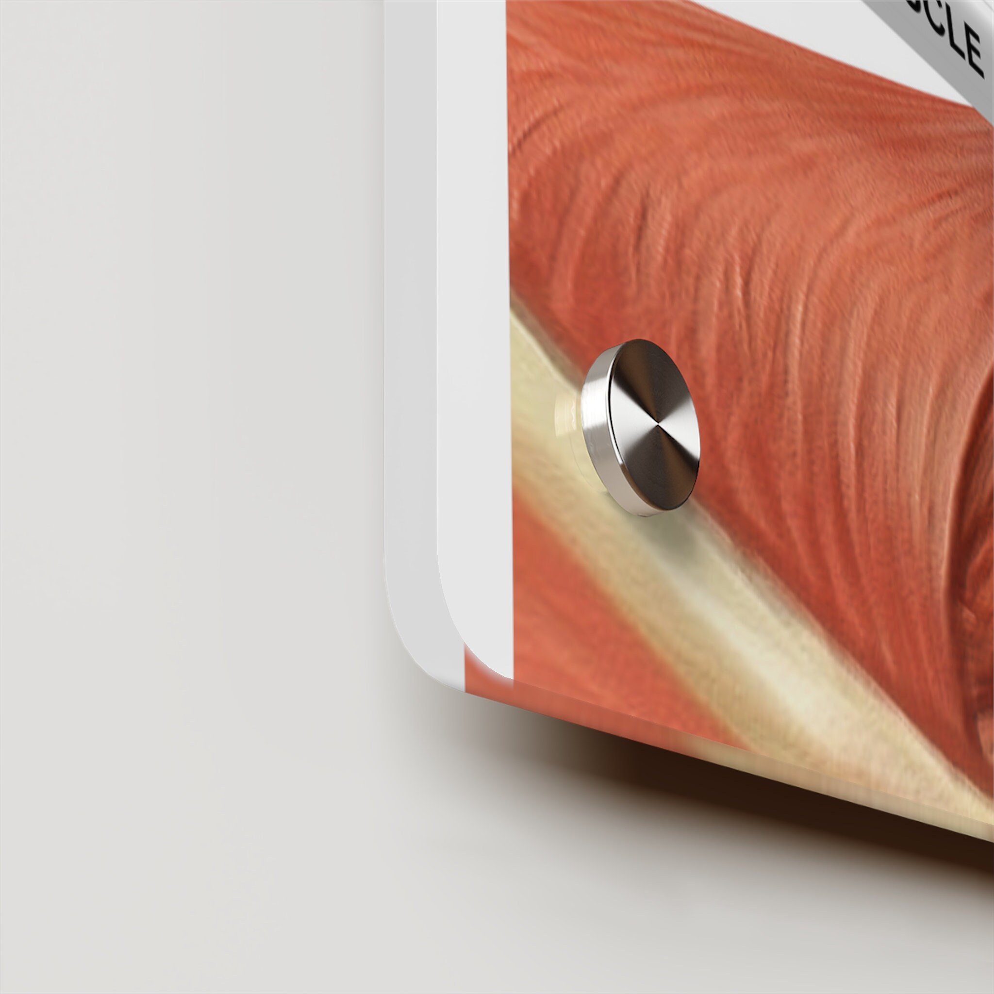 Facial Muscles Labeled, Cosmetic Injector Tool, Facial Anatomy Visual ...