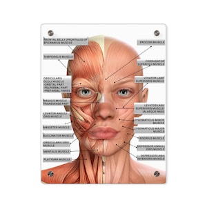 Facial Muscles Labeled, Cosmetic Injector Tool, Facial Anatomy Visual ...