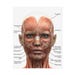 Facial Muscles Anatomy Rolled Poster | Educational Wall Art, Anatomy ...