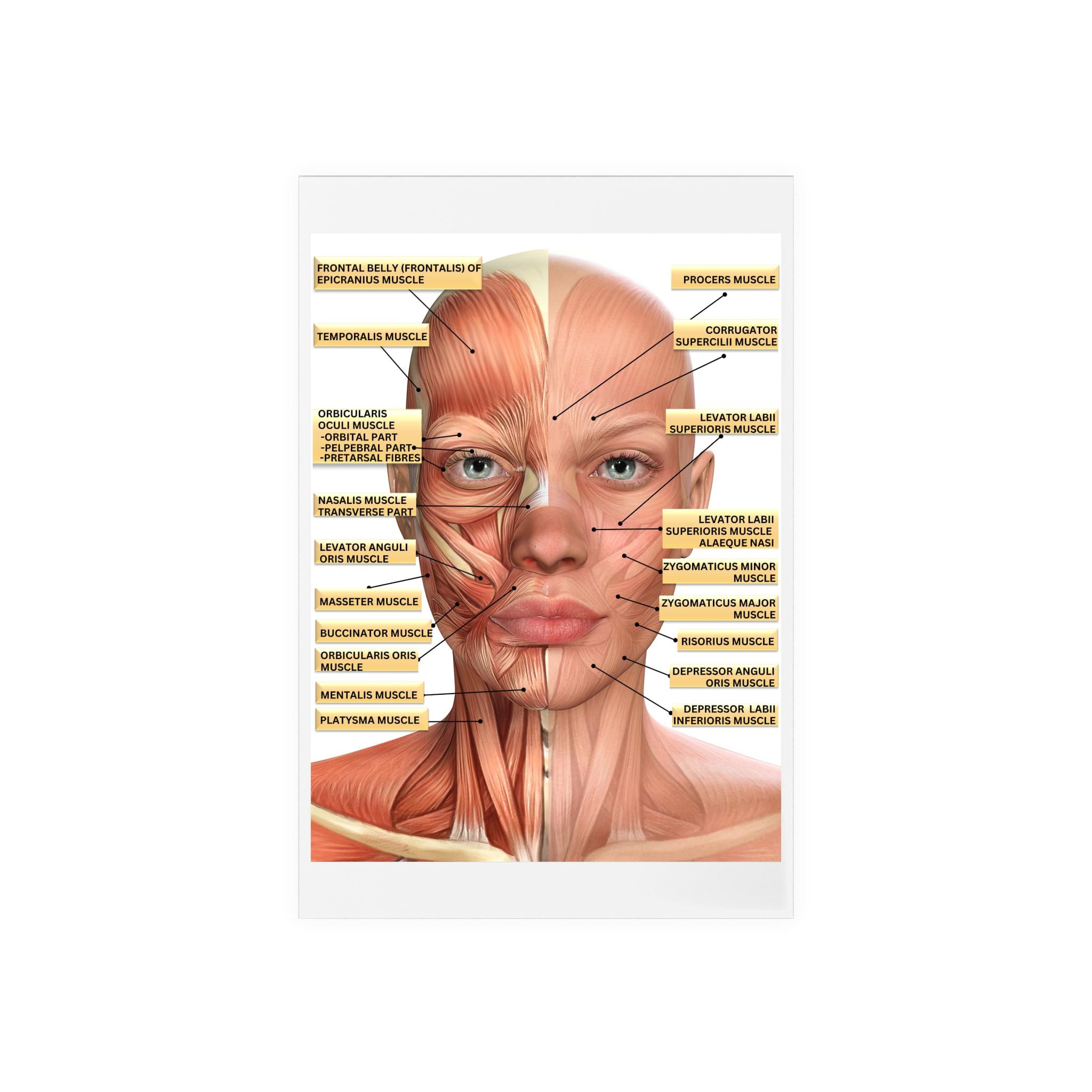 Facial Muscles Labeled, Cosmetic Injector Tool, Facial Anatomy Visual ...