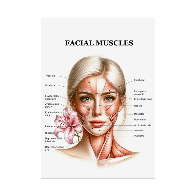 Female Facial Anatomy Muscles Rolled Poster, Medspa Nurse Injector ...