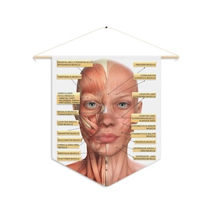 Facial Anatomy Labeled Diagram Display Medspa Medical Spa Esthetics ...