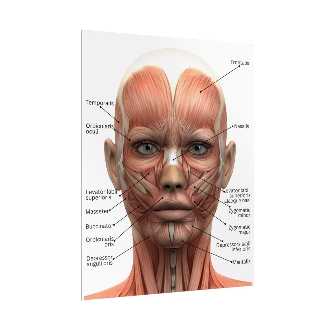 Customized With Logo Facial Muscles Rolled Poster, Facial Anatomy Med ...