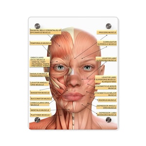 Facial Muscles Labeled, Cosmetic Injector Tool, Facial Anatomy Visual ...