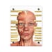 Male Facial Anatomy Muscles Rolled Poster, Medspa Nurse Injector Poster ...