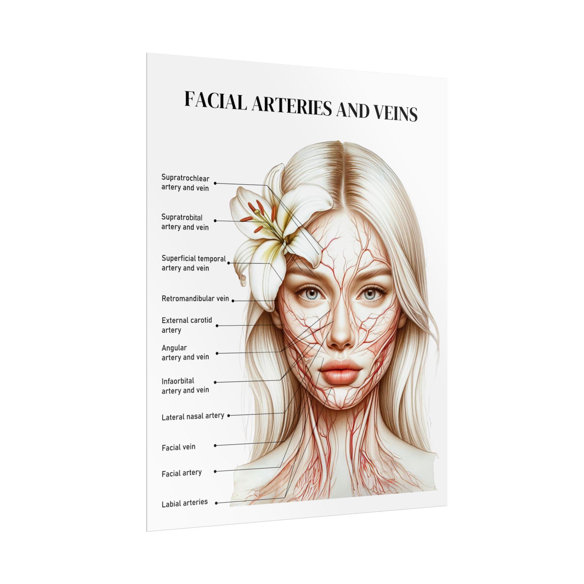 Facial Arteries and Veins Labelled - Rolled Poster - Etsy