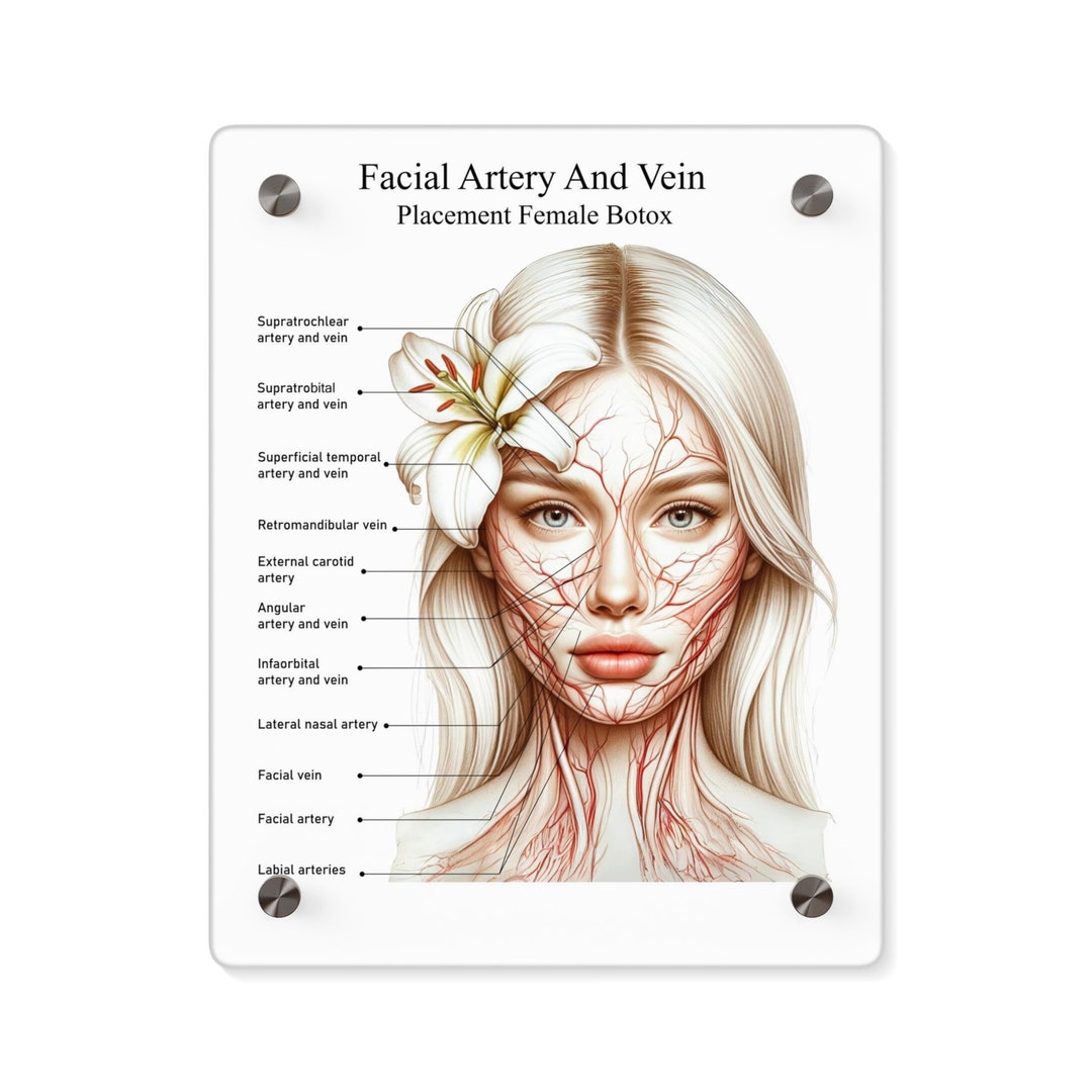 Facial Artery and Vein Labeled, Cosmetic Injector Tool, Facial Anatomy ...