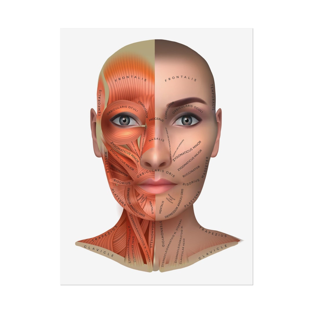 Female Facial Anatomy Muscles Labeled Rolled Poster - Etsy