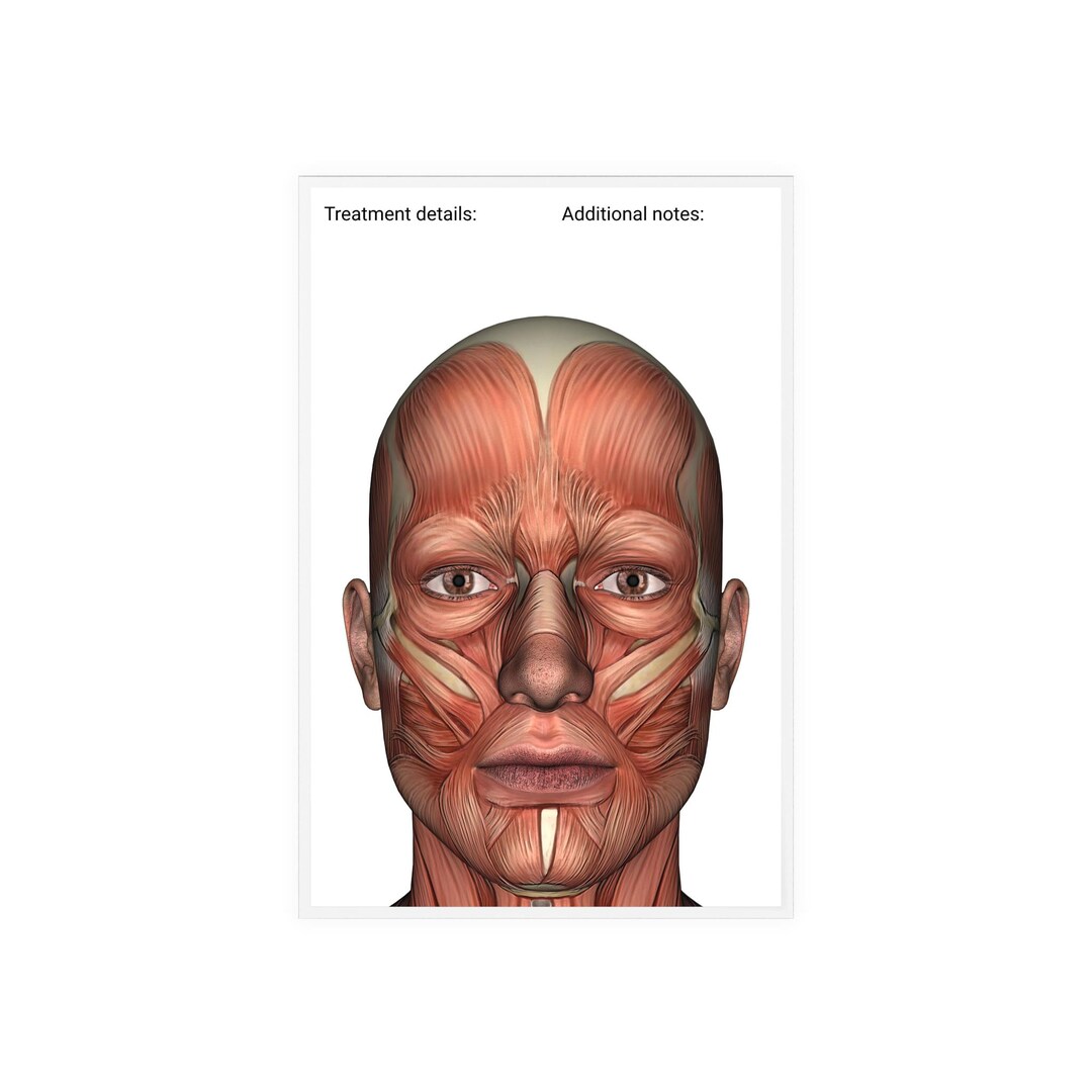 Facial Anatomy Acrylic Dry Erase Board for Note Taking/charting, Facial ...