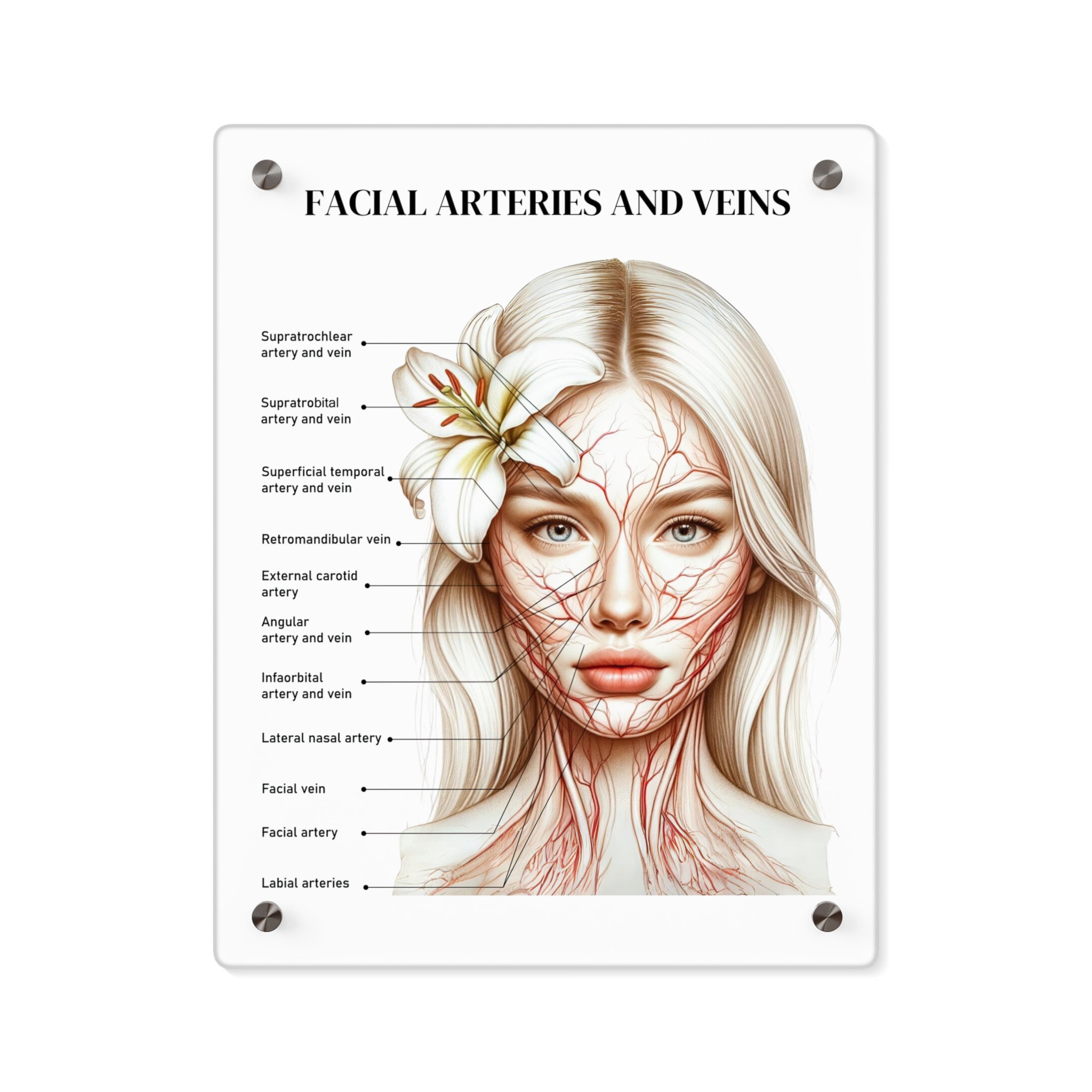 Facial Artery and Vein Labeled, Cosmetic Injector Tool, Facial Anatomy ...