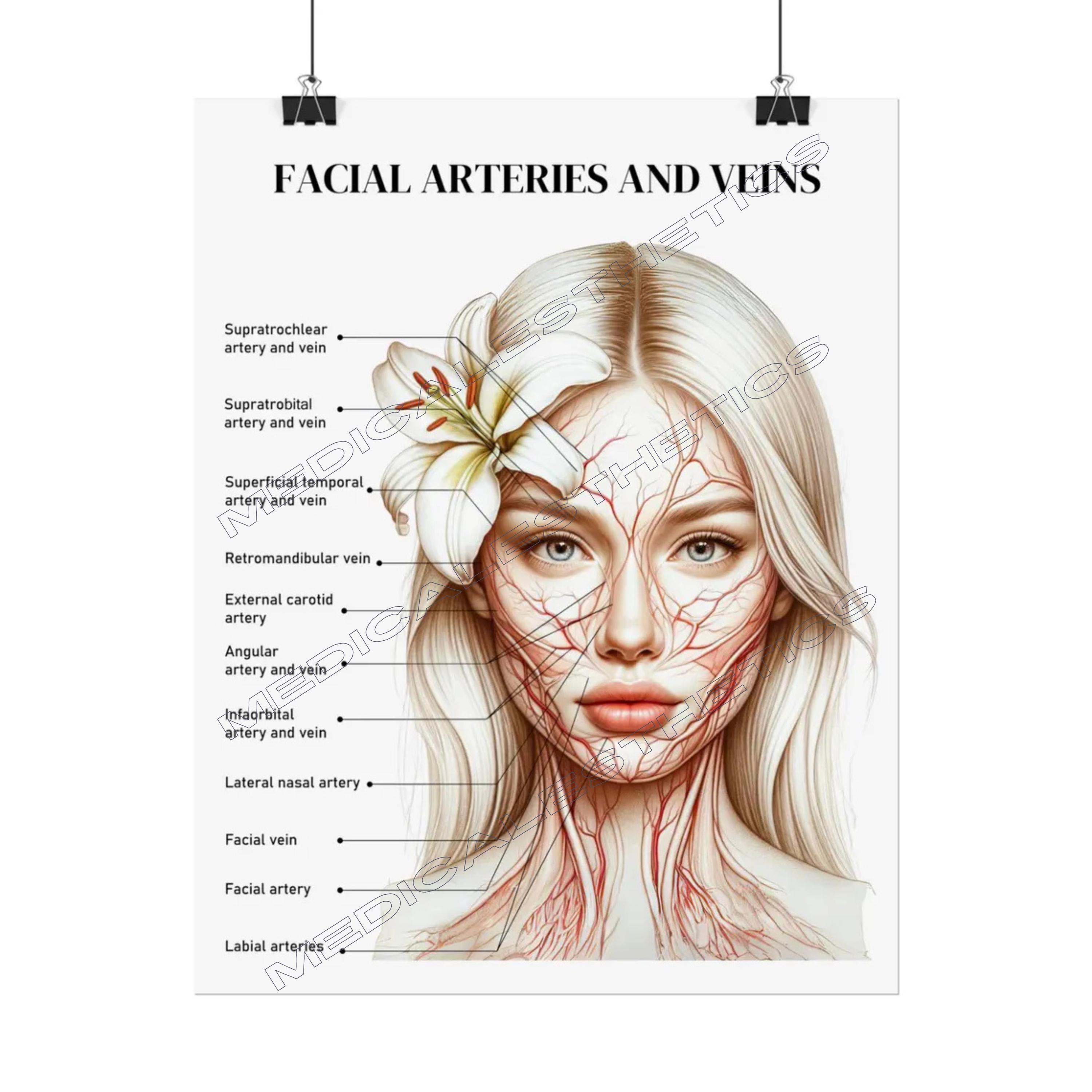 Facial Arteries and Veins Labelled - Rolled Poster - Etsy