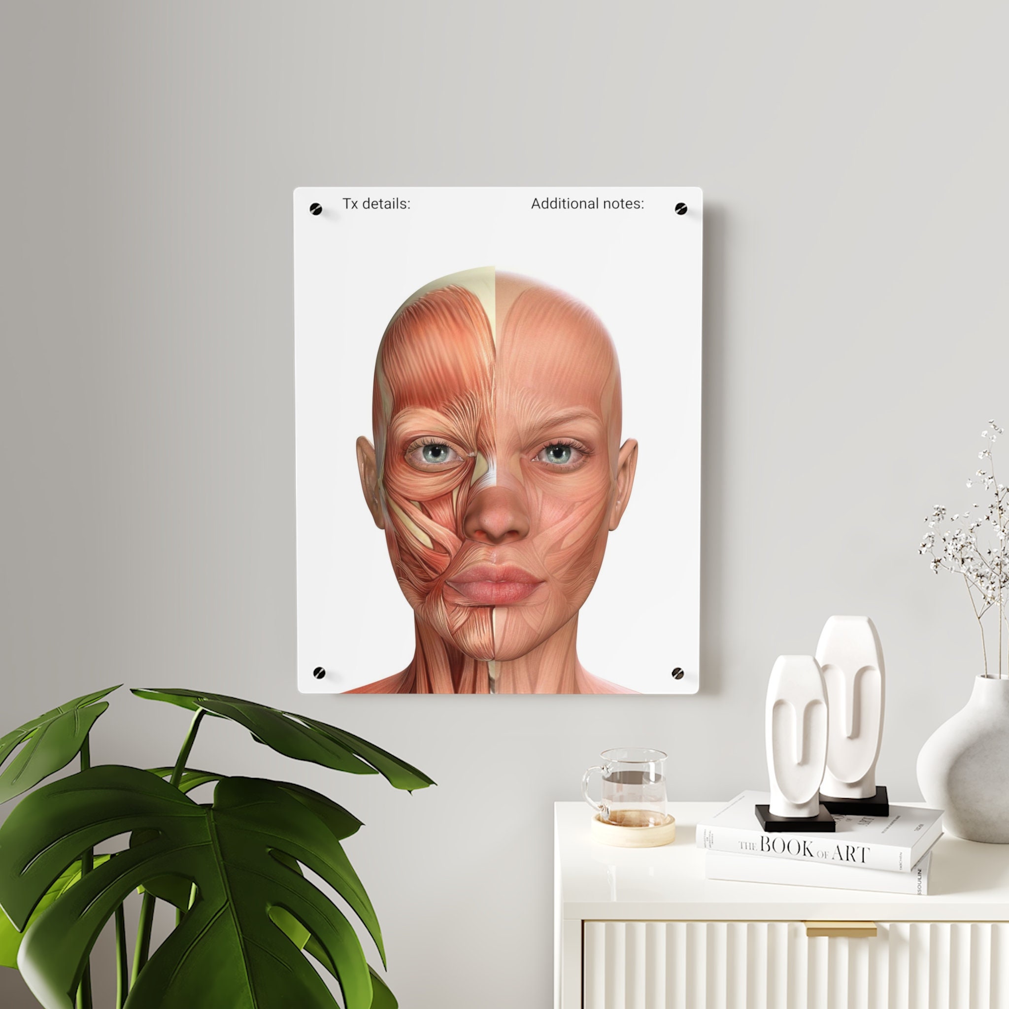 Facial Anatomy Acrylic Dry Erase Board for Note Taking/charting, Facial ...