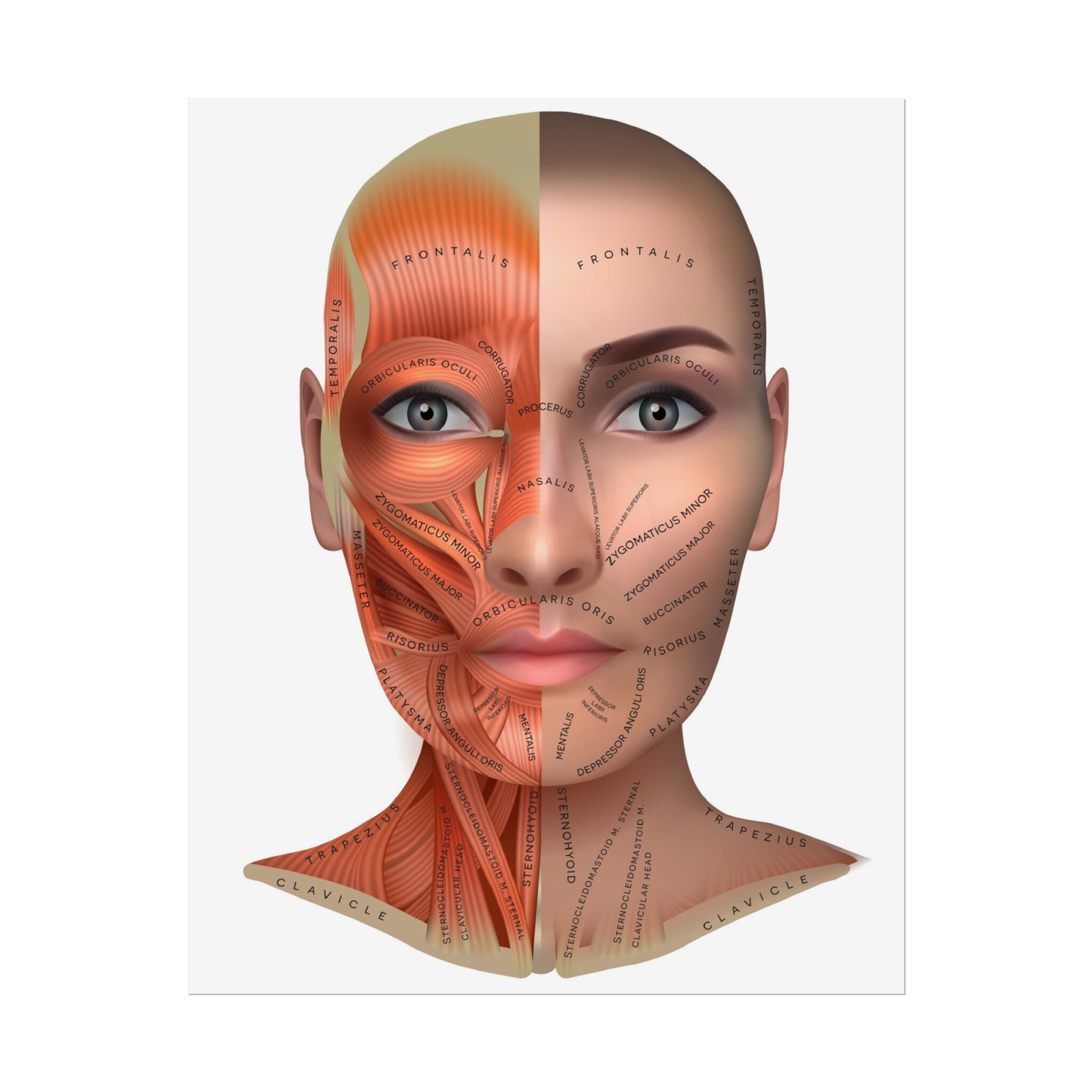 Female Facial Anatomy Muscles Labeled Rolled Poster - Etsy