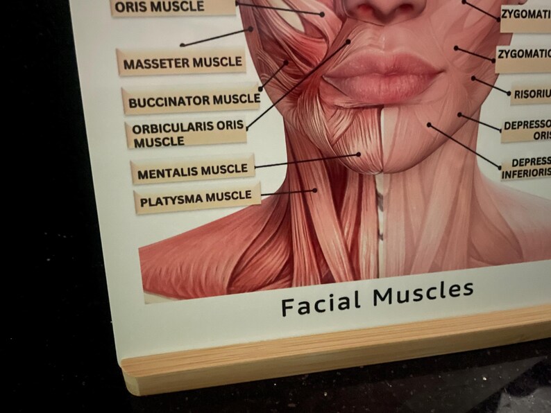Facial Anatomy Lip Anatomy Medical Spa Board, Medspa Practitioner ...