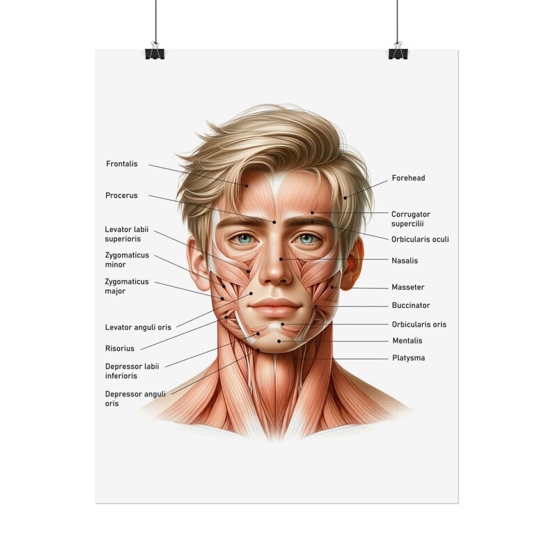 Male Facial Anatomy Muscles Rolled Poster, Medspa Nurse Injector Poster ...