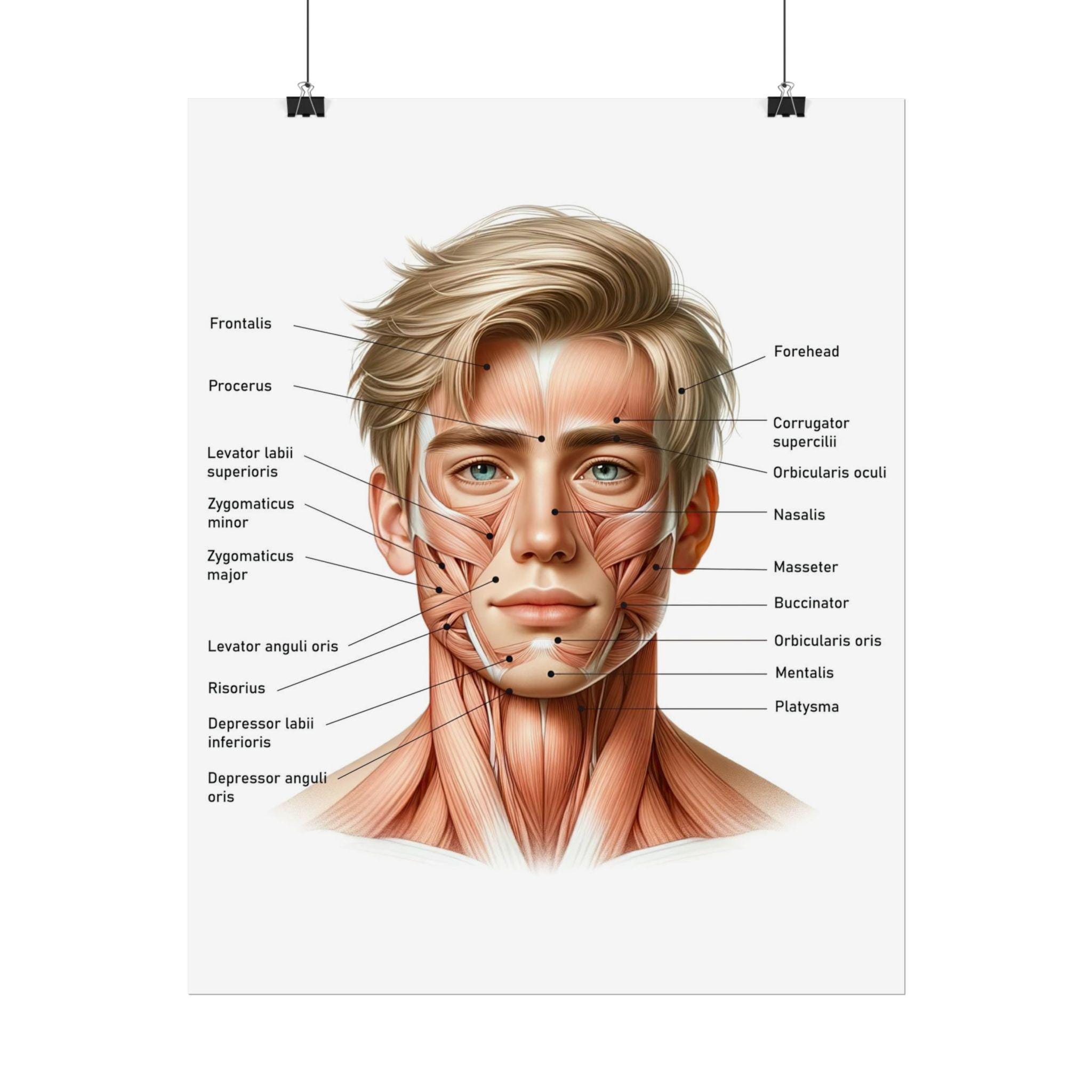 Male Facial Anatomy Muscles Rolled Poster, Medspa Nurse Injector Poster ...